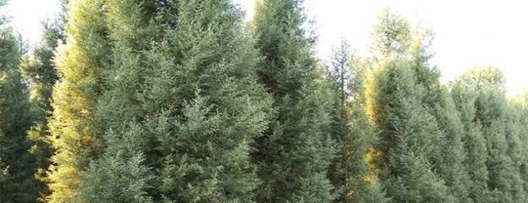 Mavi Arizona Servi | Ulusal Botanik Ltd. Şti.